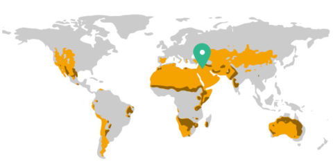 Greening The Desert Project | Permaculture Sustainable Consulting