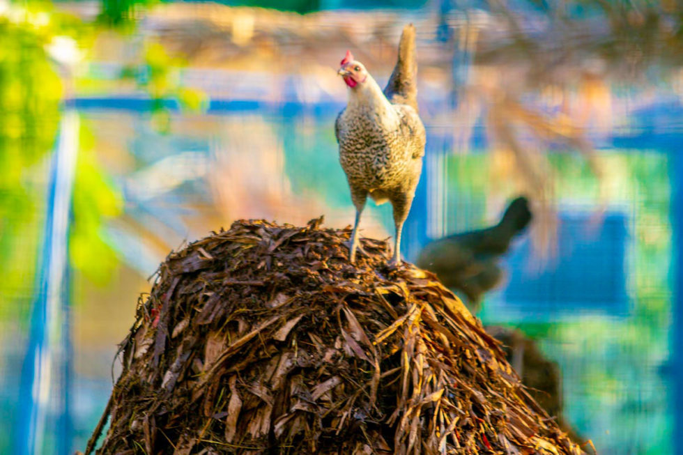 Greening The Desert Project | Permaculture Sustainable Consulting